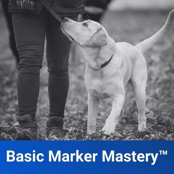 Basic Marker Mastery™ - Off Leash K9 Training of Wilmington, DE