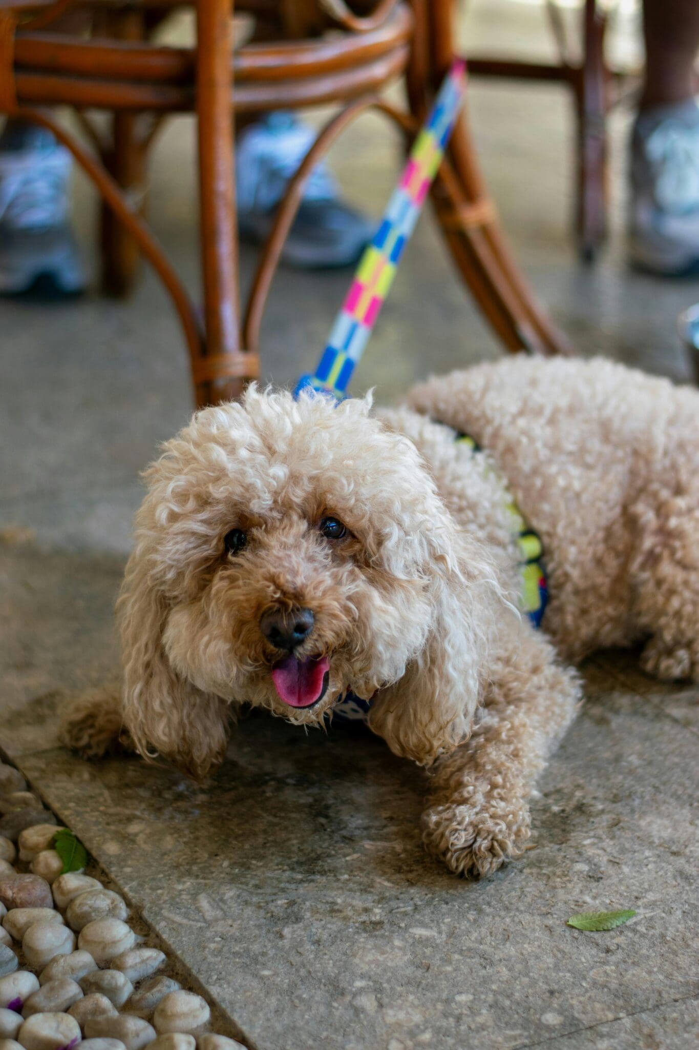 How to Introduce a New Dog and Avoid the Chaos